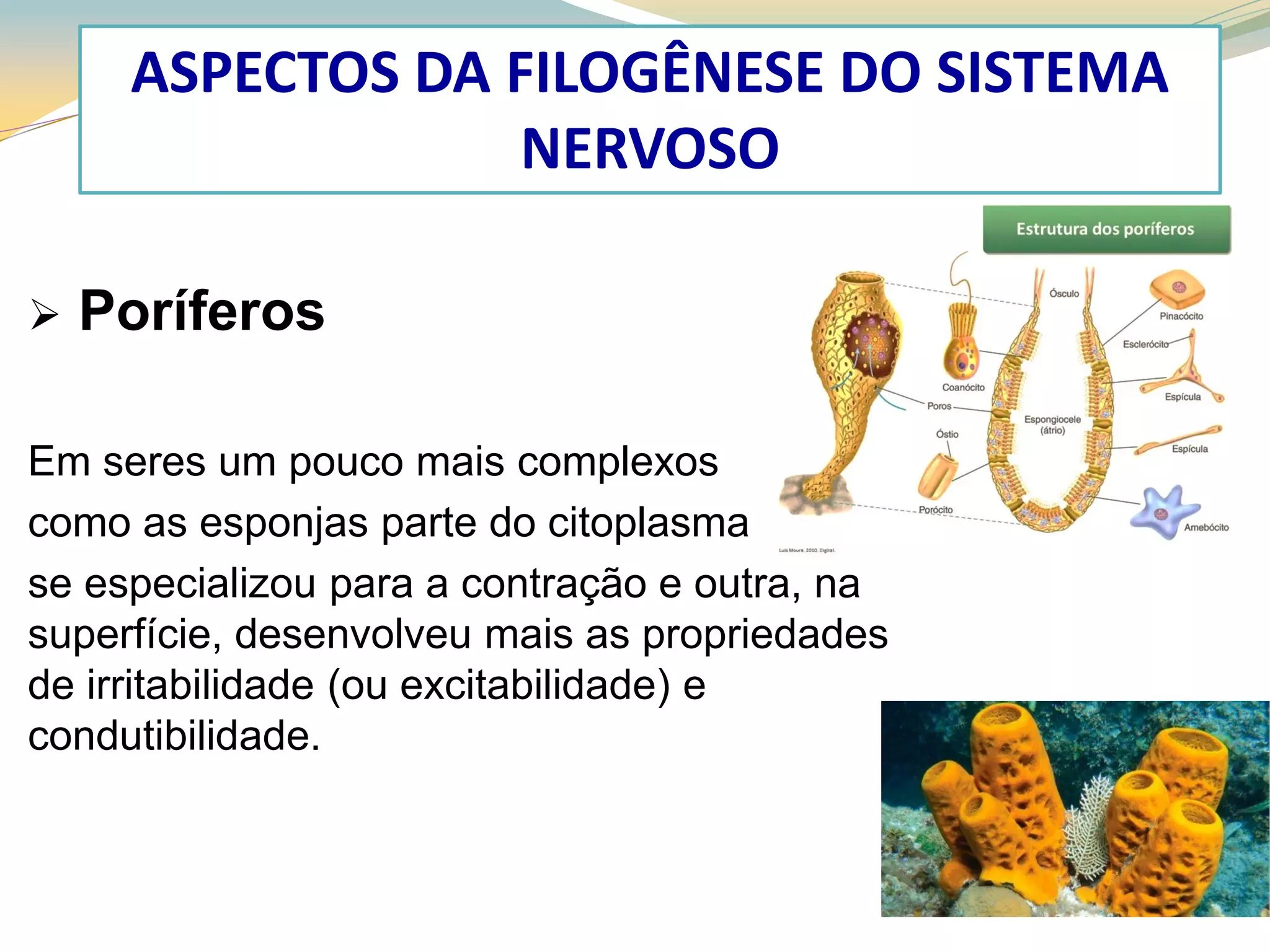 introd a neuro, filogenese, embriologia e divisão do Sistema Nervosos | PPT