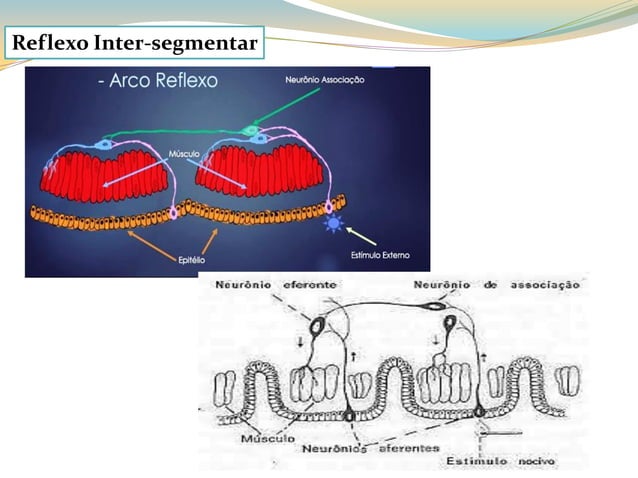 introd a neuro, filogenese, embriologia e divisão do Sistema Nervosos | PPT