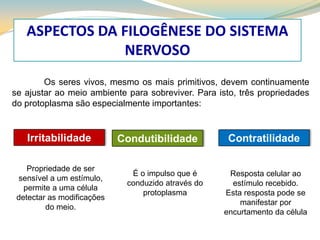 introd a neuro, filogenese, embriologia e divisão do Sistema Nervosos | PDF