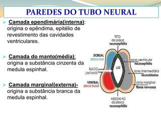 introd a neuro, filogenese, embriologia e divisão do Sistema Nervosos | PDF