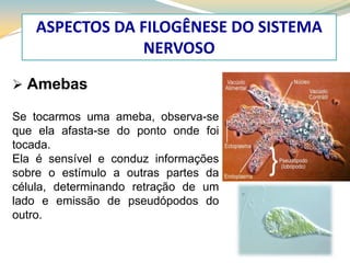introd a neuro, filogenese, embriologia e divisão do Sistema Nervosos | PDF