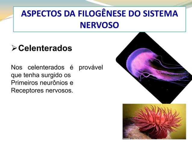 introd a neuro, filogenese, embriologia e divisão do Sistema Nervosos | PPT