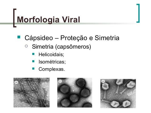 Aula 12 virus