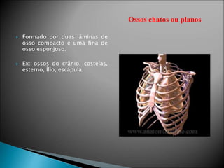 Aula-2-Sistema-Esqueletico_1.ppt O sistema esquelético é formado por um ...