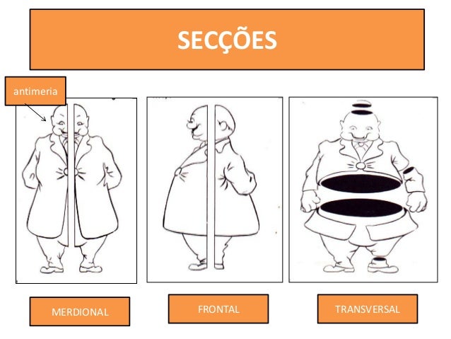 Introdução ao estudo da Anatomia Óssea Humana