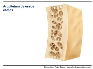 Biomecânica - Aula 11 biomec musculos e ossos parte 1 | PPT