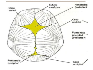 ANATOMIA PEDIÁTRICA: PARTICULARIDADES | PPTX