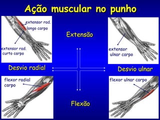AULA sobre Músculos e articulações do punho e mão | PPT