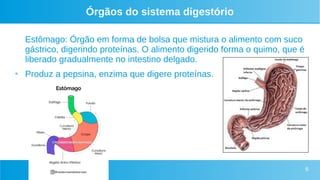 Aula de Fisiologia Humana - Sistema Digestório | PDF