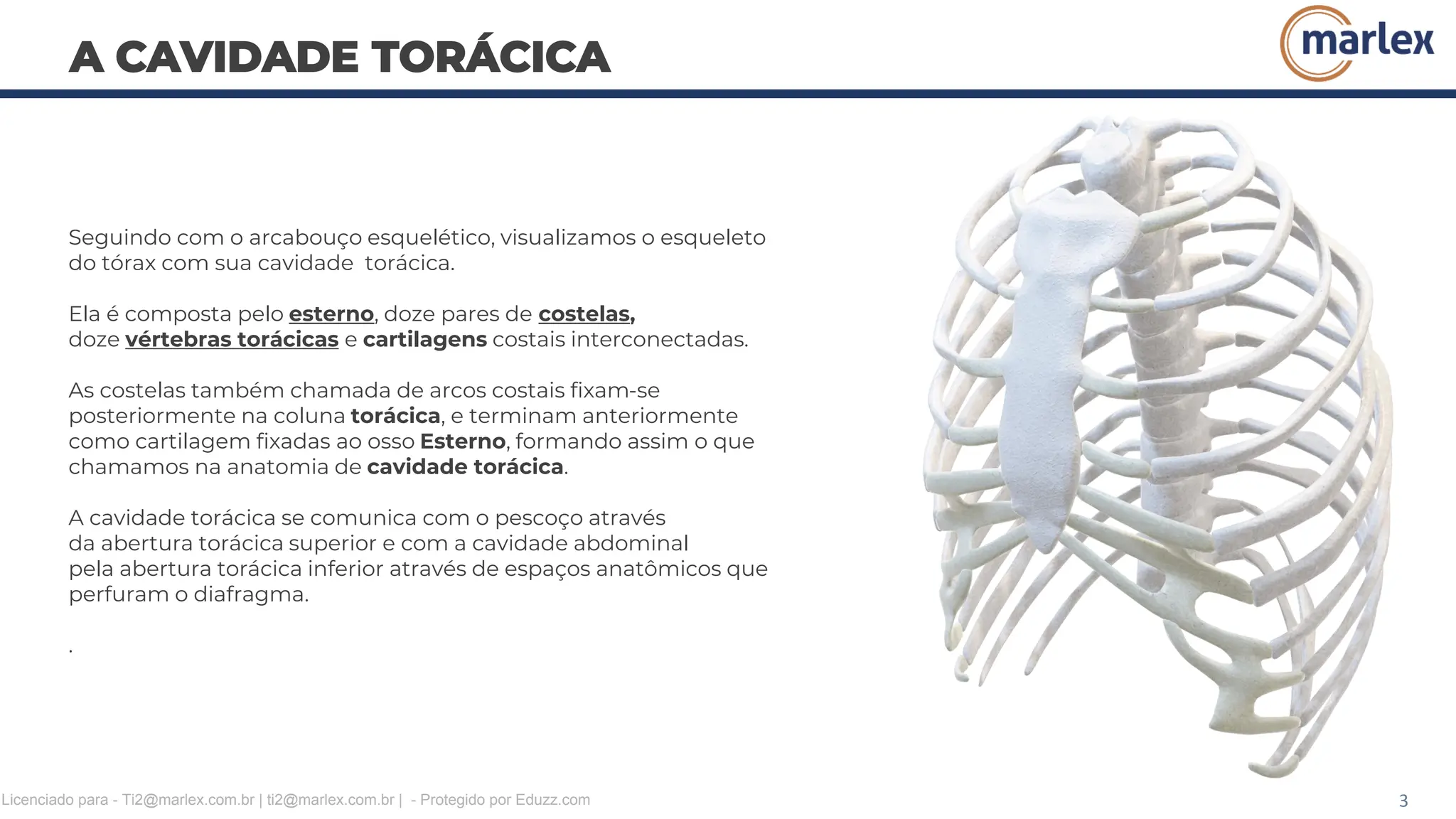 Anatomia da caixa torácica aaaaaaaaaaaaaa | PPT | Download Gratuito
