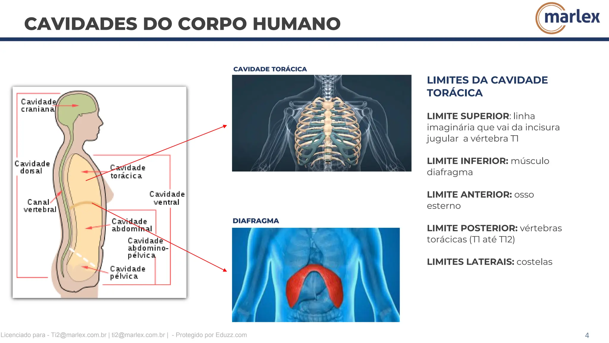 Anatomia da caixa torácica aaaaaaaaaaaaaa | PPT | Download Gratuito