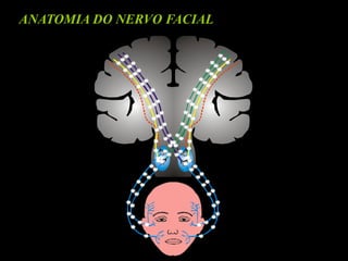 Aula - Anatomia do Nervo Facial (1).ppt