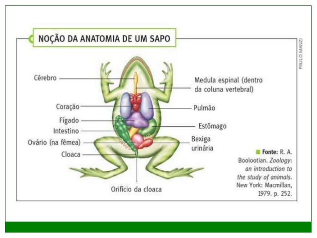Aula - Anfíbios e Répteis (7° ano)