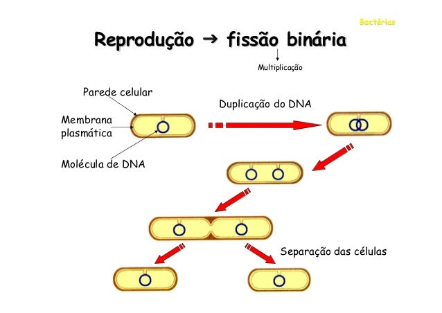 Aula bacteriologia