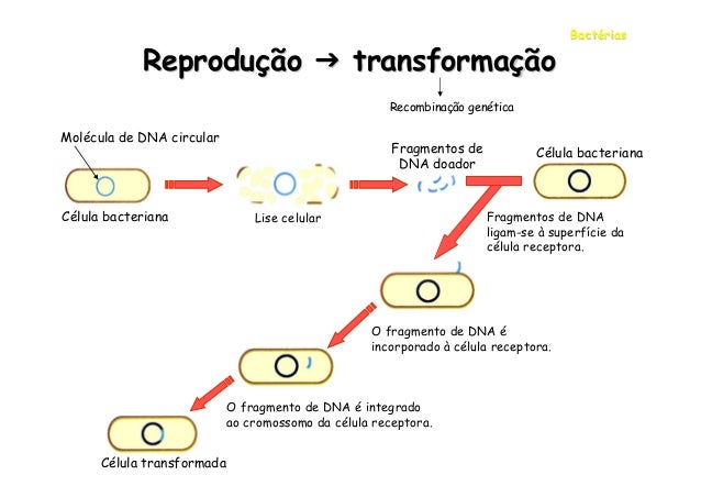 Aula bacteriologia