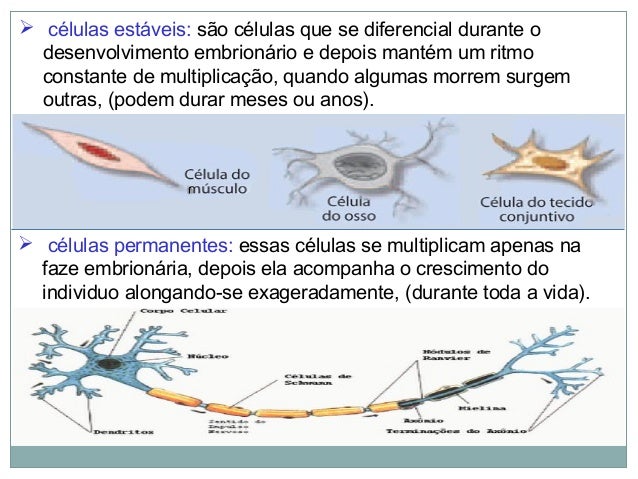 Aula biologia celular