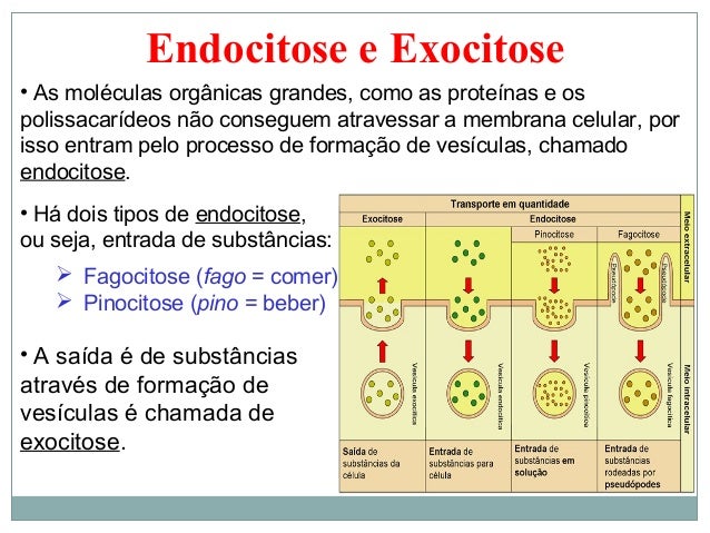 Aula biologia celular