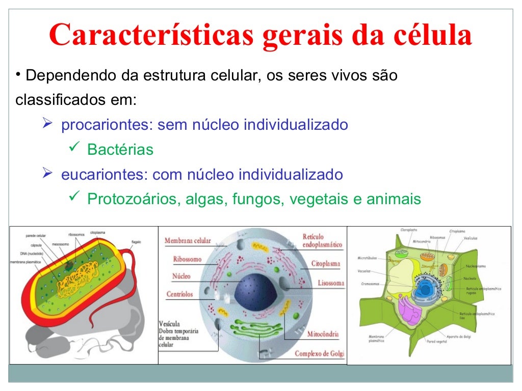 Aula biologia celular
