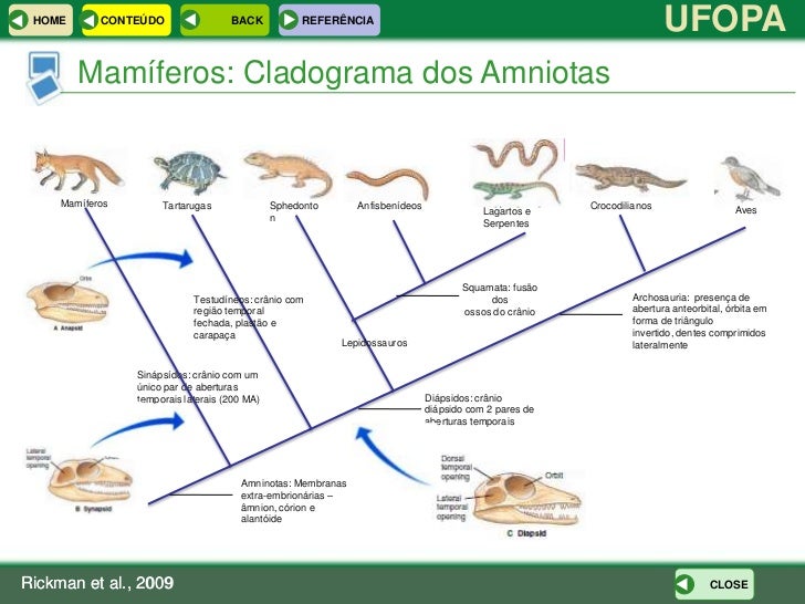 Aula chordata - vertebrata