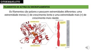 Aula- Citoesqueleto.pptx