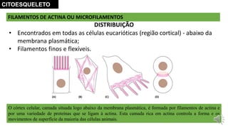 Aula- Citoesqueleto.pptx