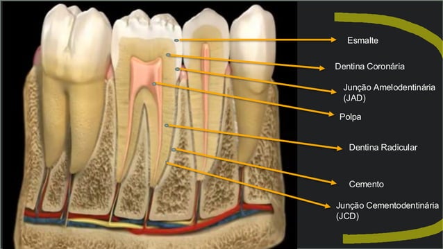 Aula- Complexo Dentino Pulpar Completa.-1.pdf
