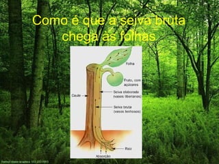 Aula De Ci ncias Absor o E Circula o Nas Plantas PPT aula-de-ci-ncias-absor-o-e-circula-o-nas-plantas-ppt
