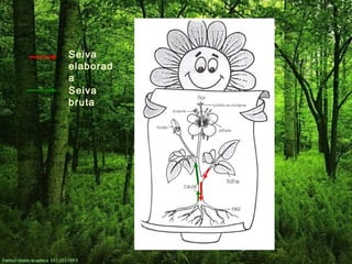 Aula De Ci ncias Absor o E Circula o Nas Plantas PPT aula-de-ci-ncias-absor-o-e-circula-o-nas-plantas-ppt