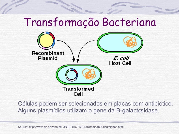 Transformacao Bacteriana