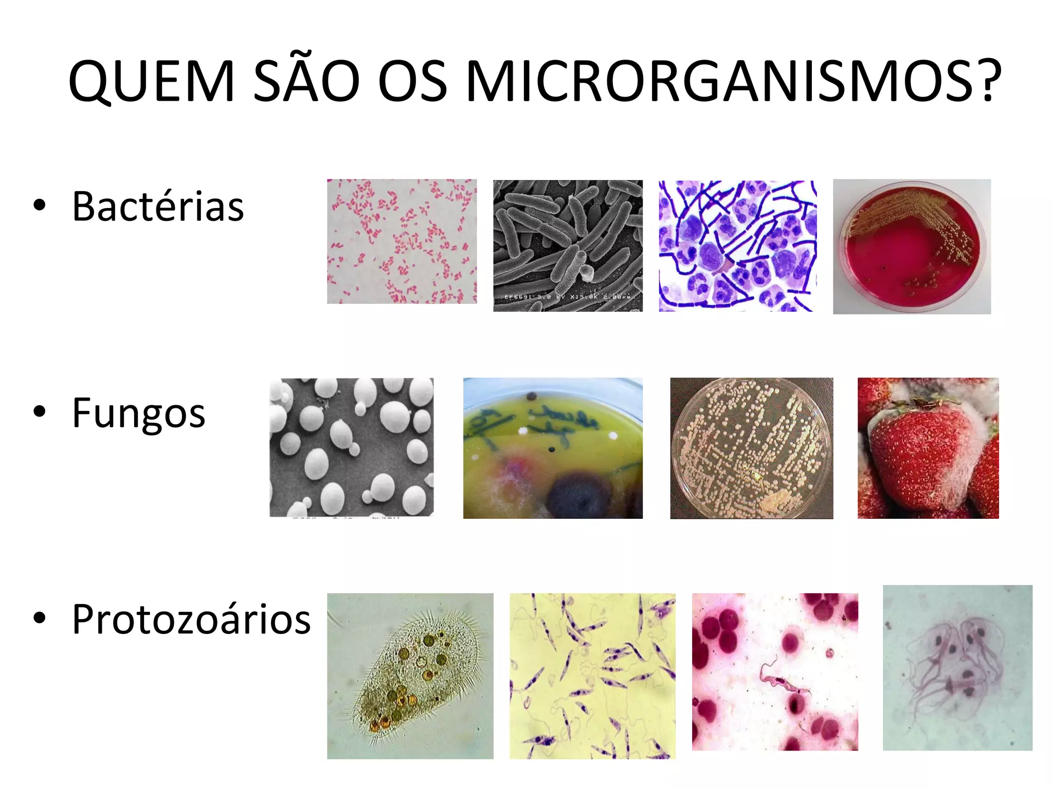 Aula microrganismos 1ªc | PPT