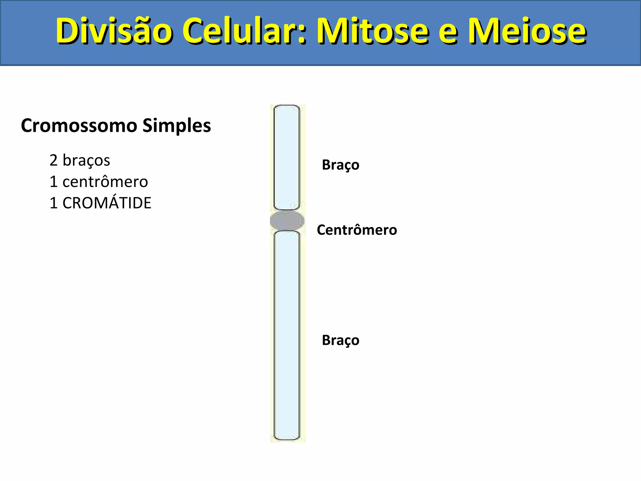 mitose e meiose | PPT