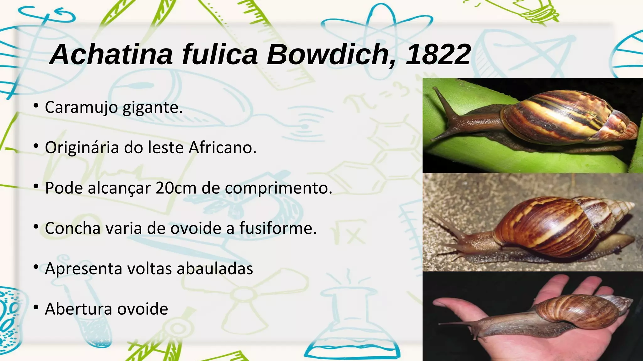 Moluscos de importância médica - Parasitologia | PPT