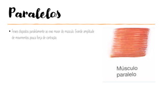 Aula de anatomofisiologia sobre músculos | PDF