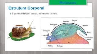 Aula - Reino Animal - Molusco e Anelídeos.pptx