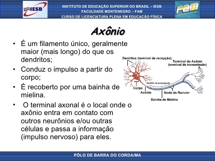 Aula01: FISIOLOGIA DO SISTEMA NERVOSO