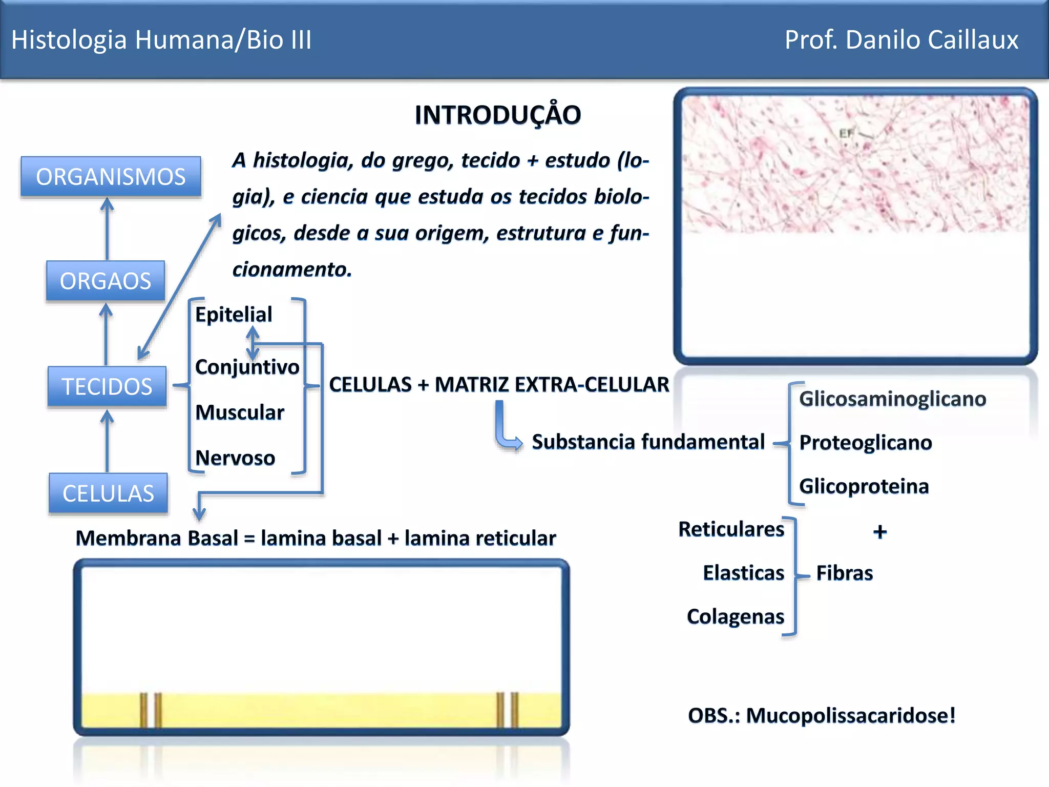 Tecido Epitelial Aula 01 Pptx