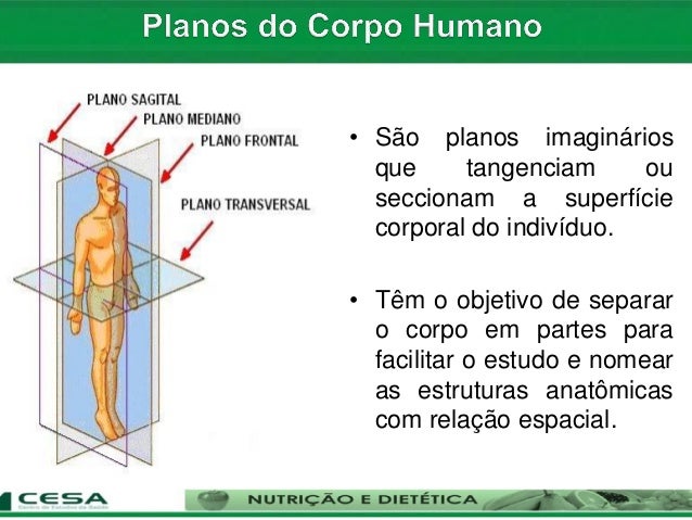 Aula 01 introdução a anatomia - posição, planos, cortes e divisões