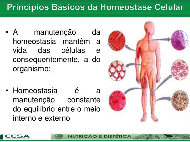 Aula 01 introdução a fisiologia da nutrição - princípios da homeost…