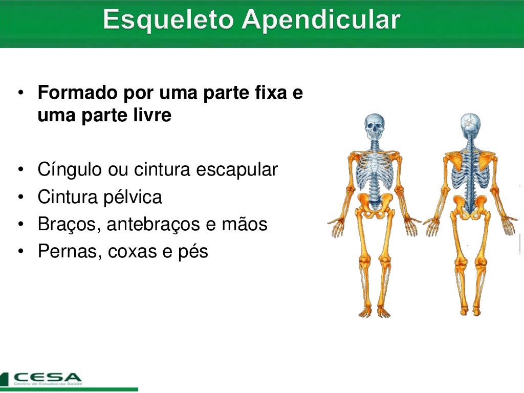 Esqueleto Apendicular