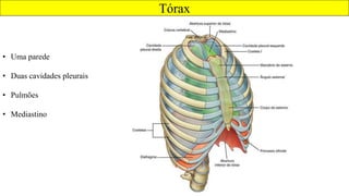 Aula 01 - Tórax.pptx