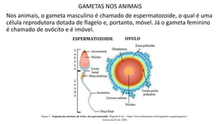AULA 01 gametas e a HEREDITARIEDADE 9 ANO.pptx