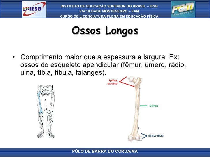 Aula02: OSTEOLOGIA