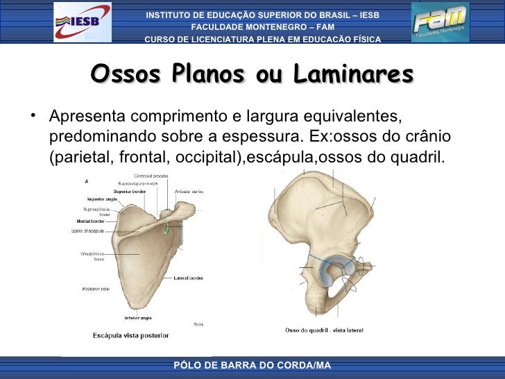 Aula02: OSTEOLOGIA