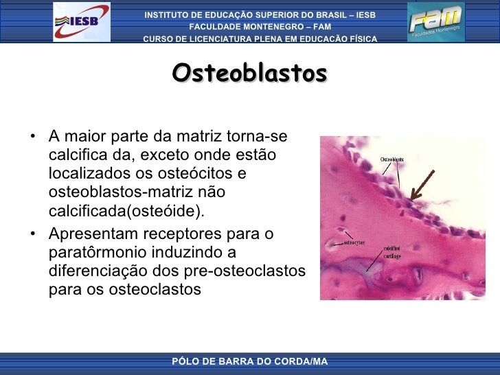 Aula02: OSTEOLOGIA