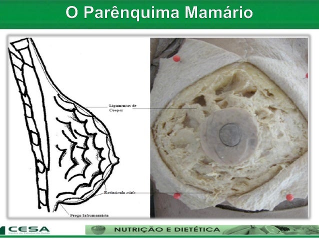 Aula 02.2 Fisiologia da Mama