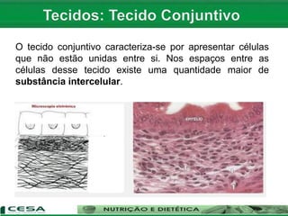 Aula 02 conceito e caracterização das células, tecidos, órgãos e ...