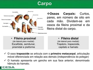 Aula 02 radiologia - anatomia do esqueleto apendicular - carpo | PPT
