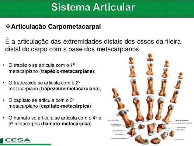 Articulacao Interfalangica Distal
