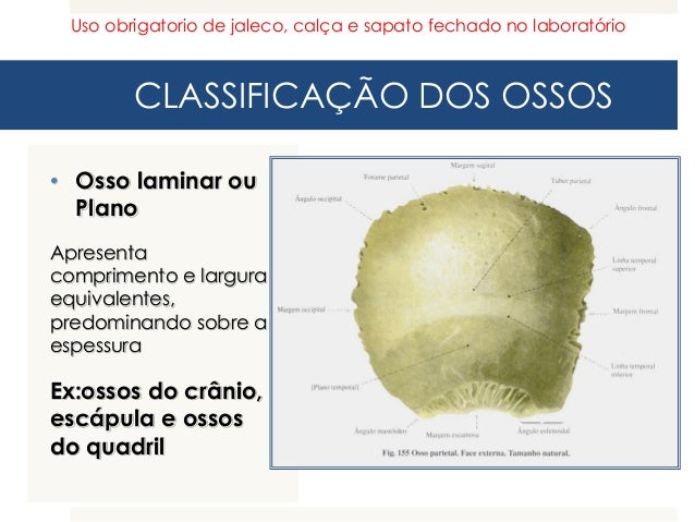 Aula 02 sistema esqueletico ok