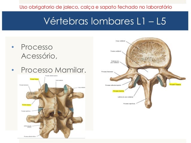 Aula 02 sistema esqueletico ok